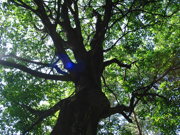 Stock JPEG tree test