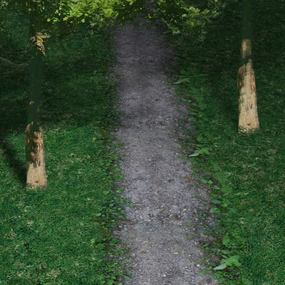 Forest Path Texture