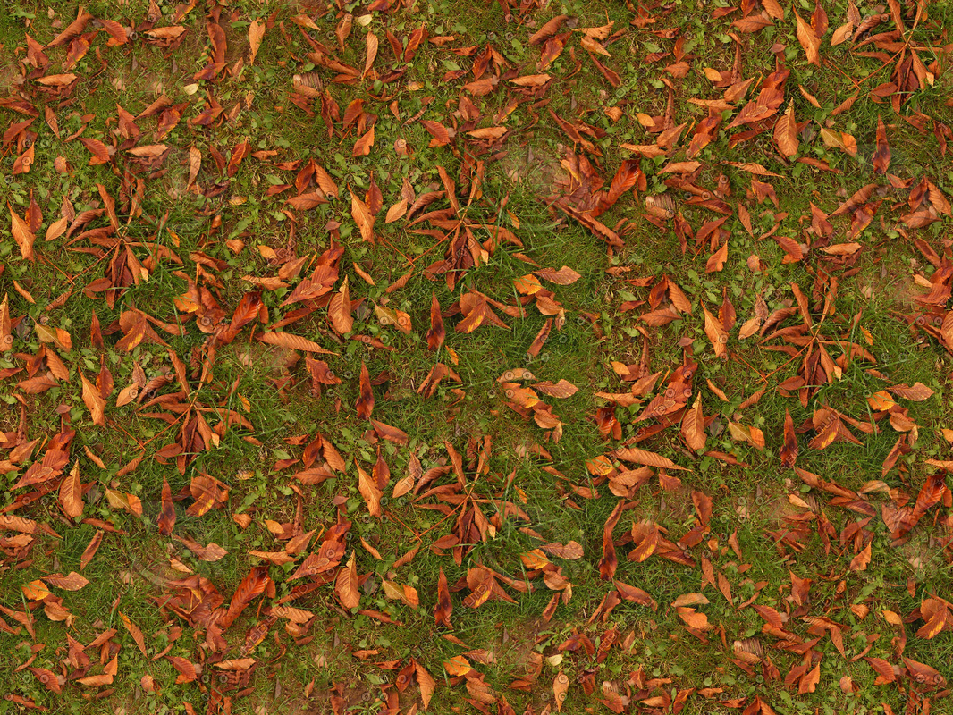 Texture JPEG leaf grass Autumn