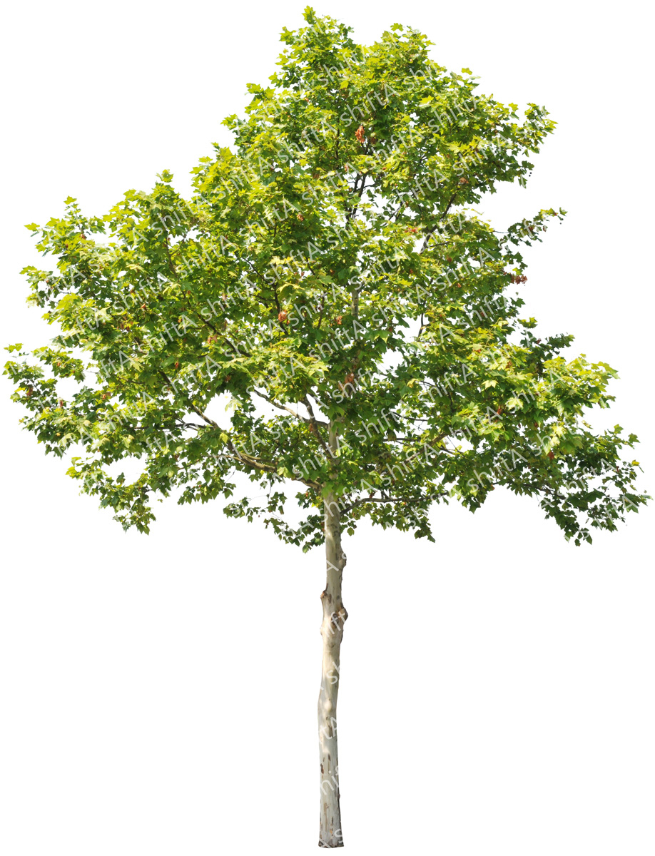 Texture Photoshop plane tree planetree