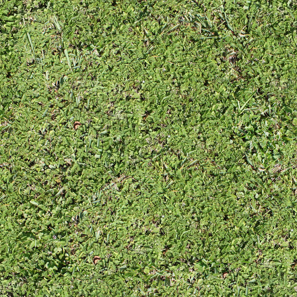 Texture Other grass texture ground