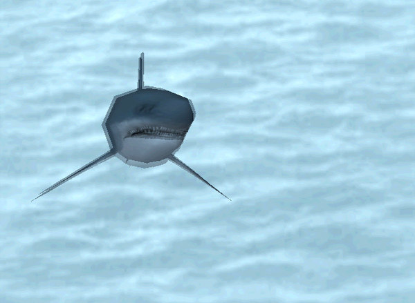 Texture GIF shark ocean animated