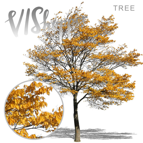 Texture Photoshop Tree autumn fall