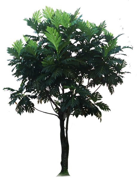 Texture PNG Sukun Artocarpus Atilis