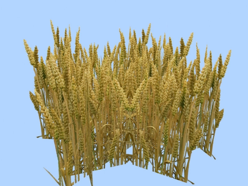 Texture PNG wheat game alpha