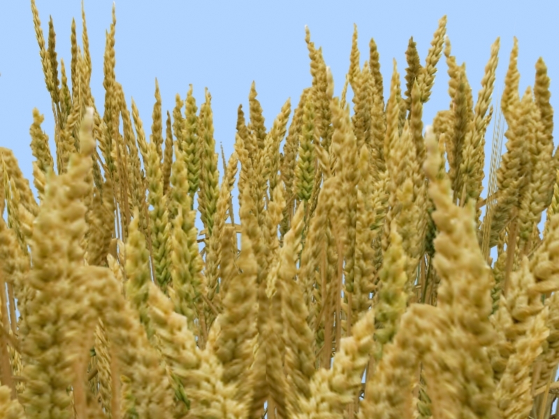 Texture PNG wheat game alpha