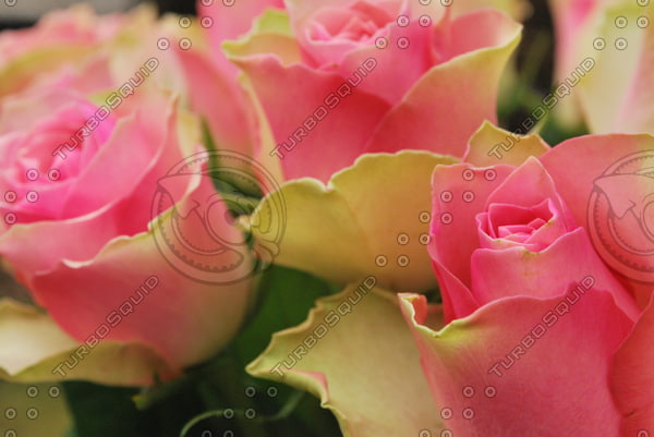 Stock JPEG rose flower pink