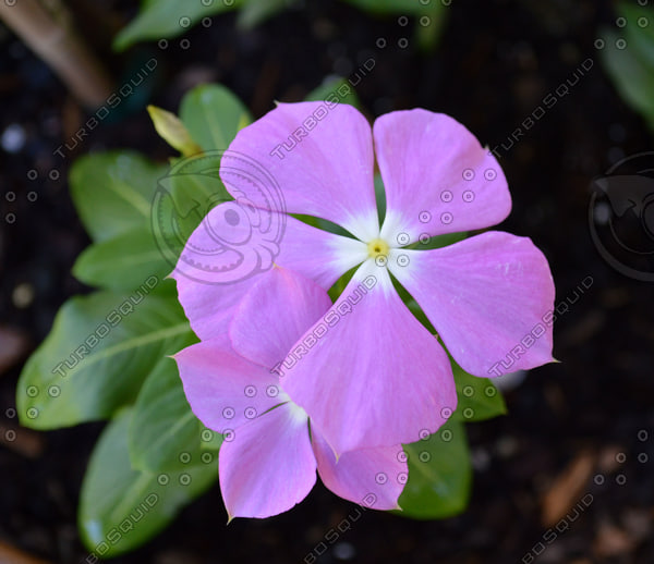 Stock JPEG flower plant jpg