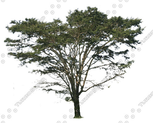 Texture PNG Nilotica Acacia Treereen