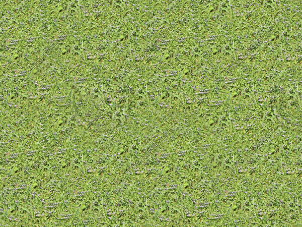 Texture JPEG grass flower architect