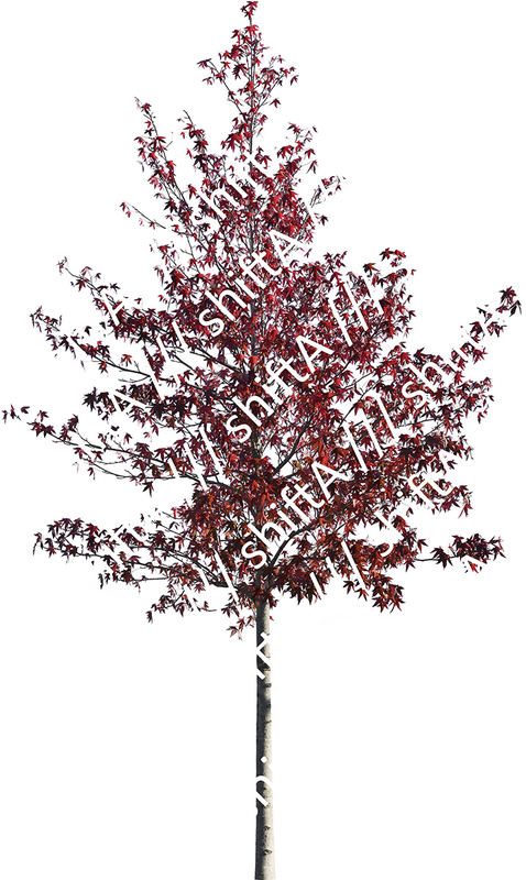 Texture Photoshop maple red tree