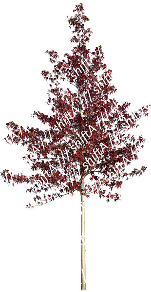 Texture Photoshop maple red tree