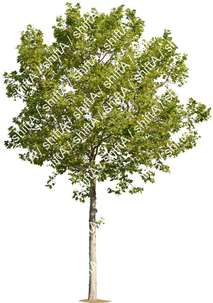 Texture Photoshop plane tree planetree