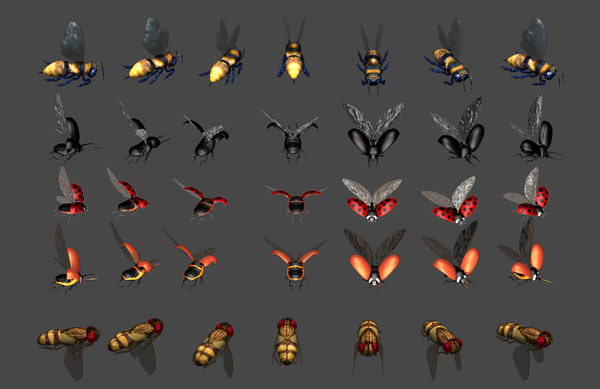 Animation insects fly insect