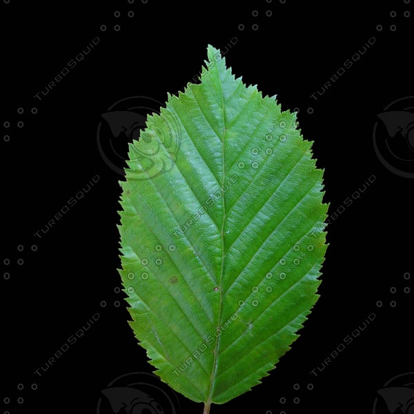 Texture JPEG leaf beech leaves