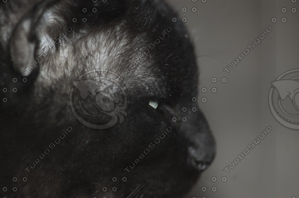 Stock JPEG tomcat head detail