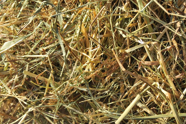 Texture JPEG hay straw fodder