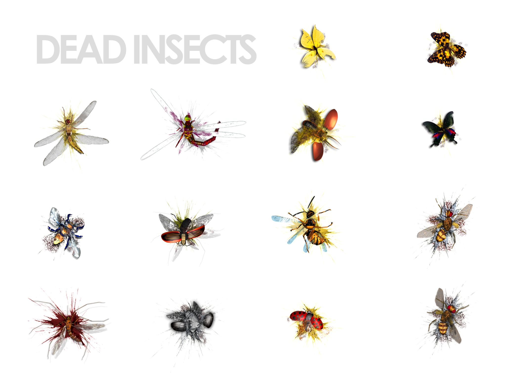 Animation insects fly insect