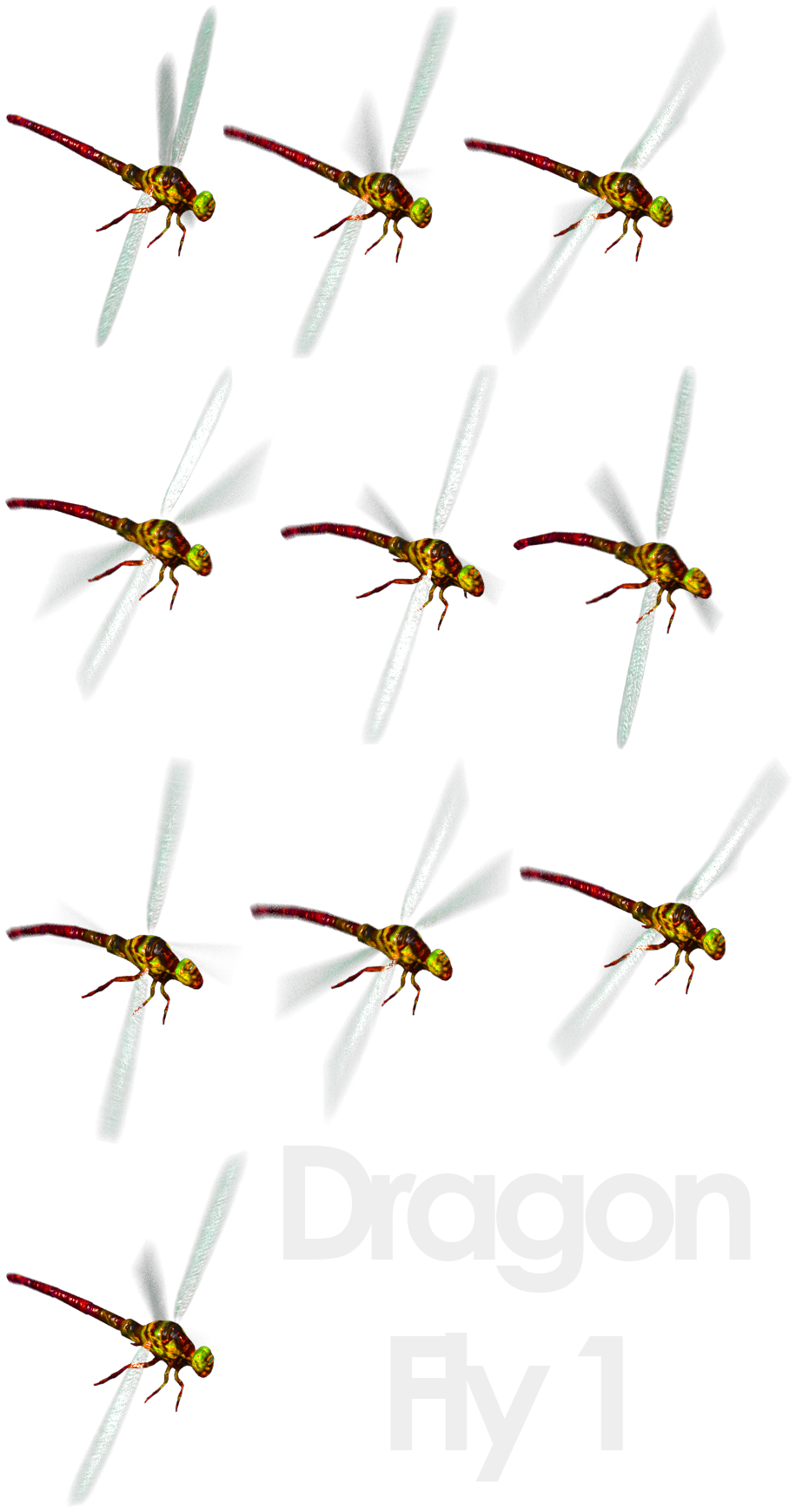 Animation insects fly insect