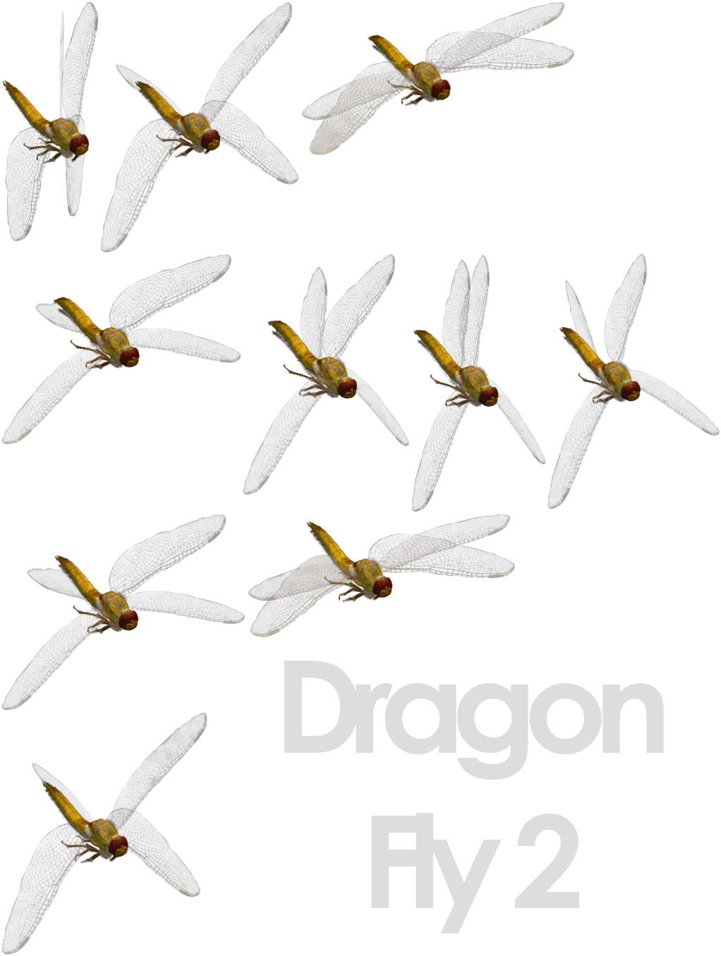 Animation insects fly insect