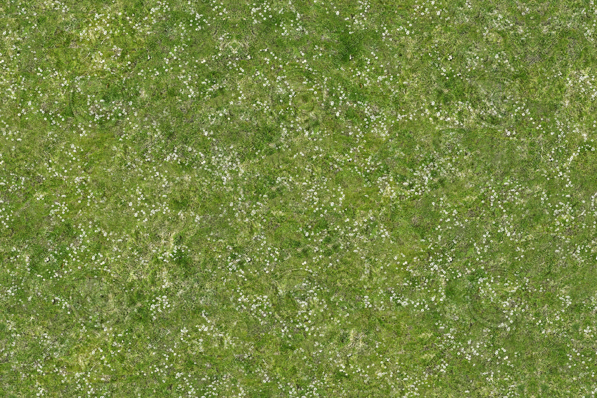 Texture JPEG grass field flowers