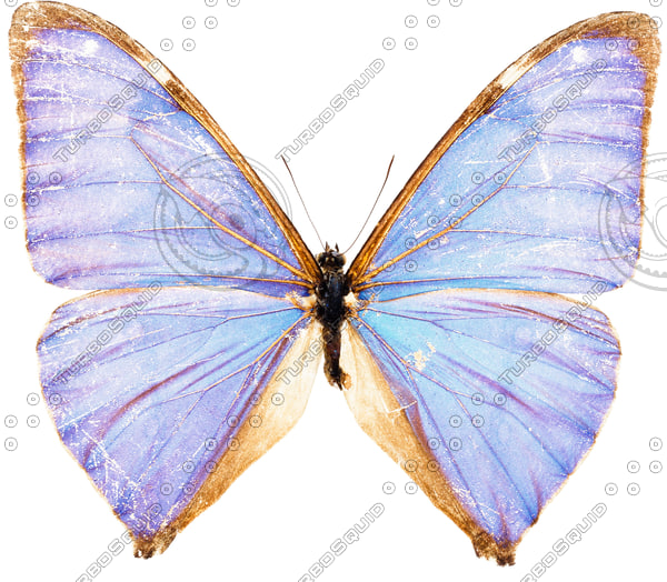 Stock JPEG butterfly animal insect