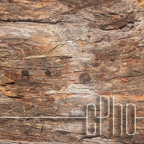 Texture JPEG texture bark stringy