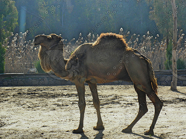 Texture JPEG camel reference 3d