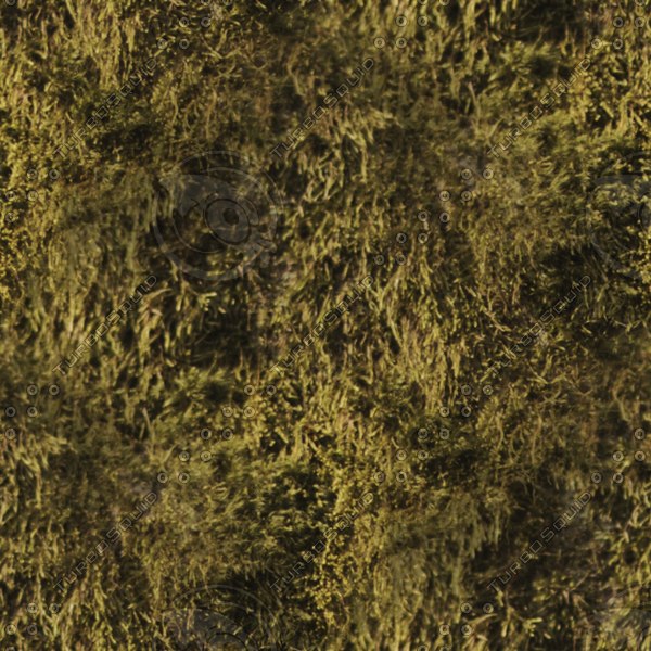 Texture JPEG green moss tileable