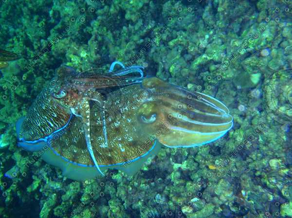 Stock JPEG reproduction squid image