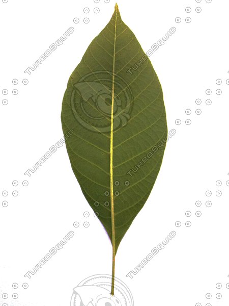 Texture PNG texture leaf map
