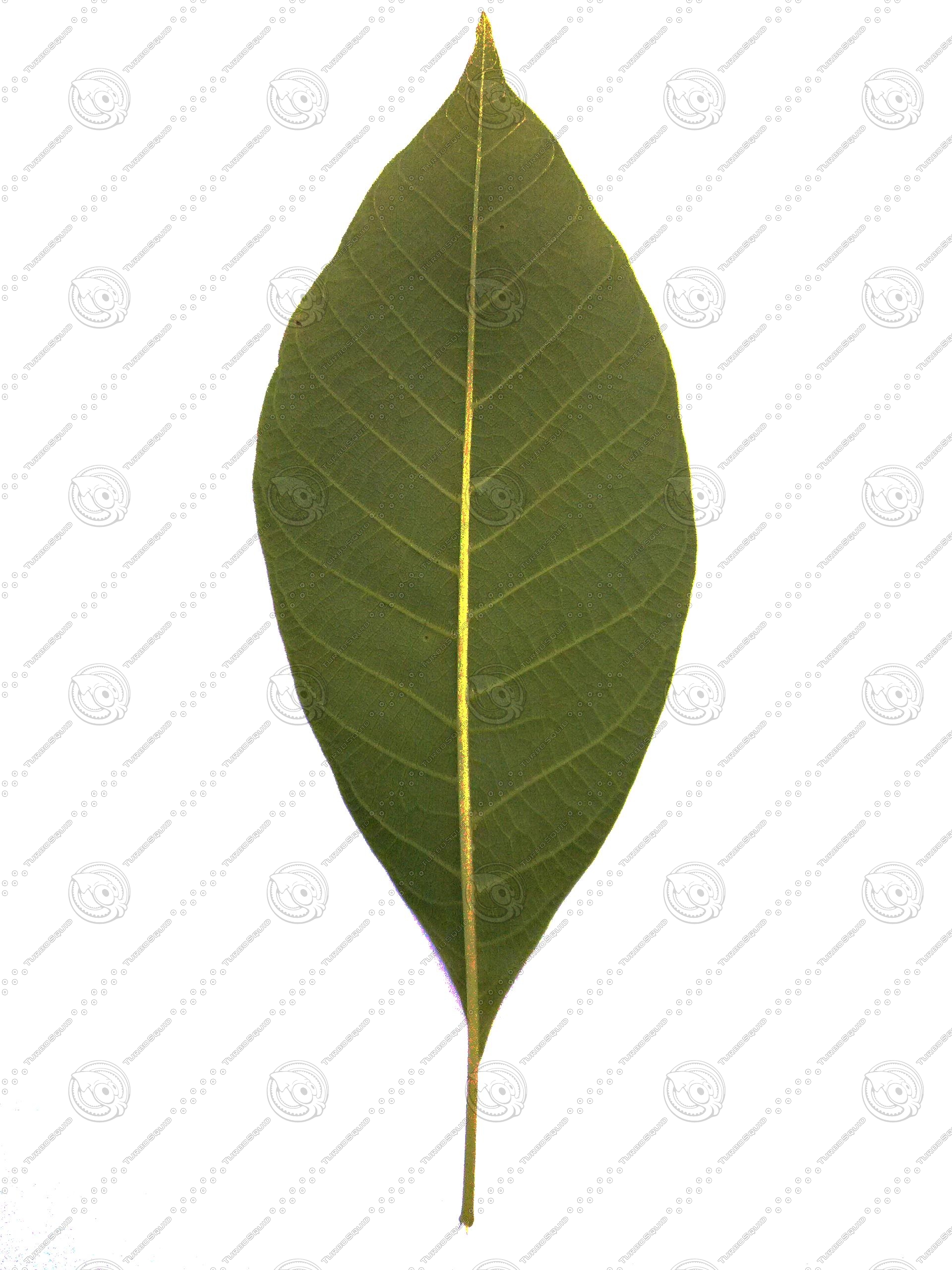 Texture PNG texture leaf map
