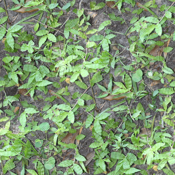 Texture JPEG leaf ground texture