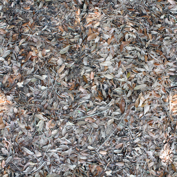 Texture JPEG leaf ground texture