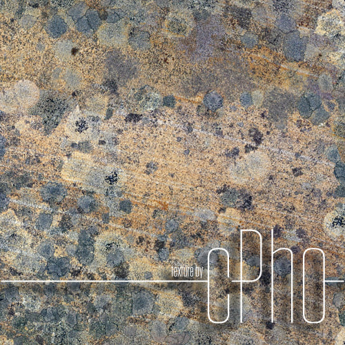 Texture lichen sandstone stone