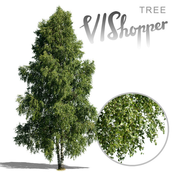 Texture Photoshop birch tree decidious