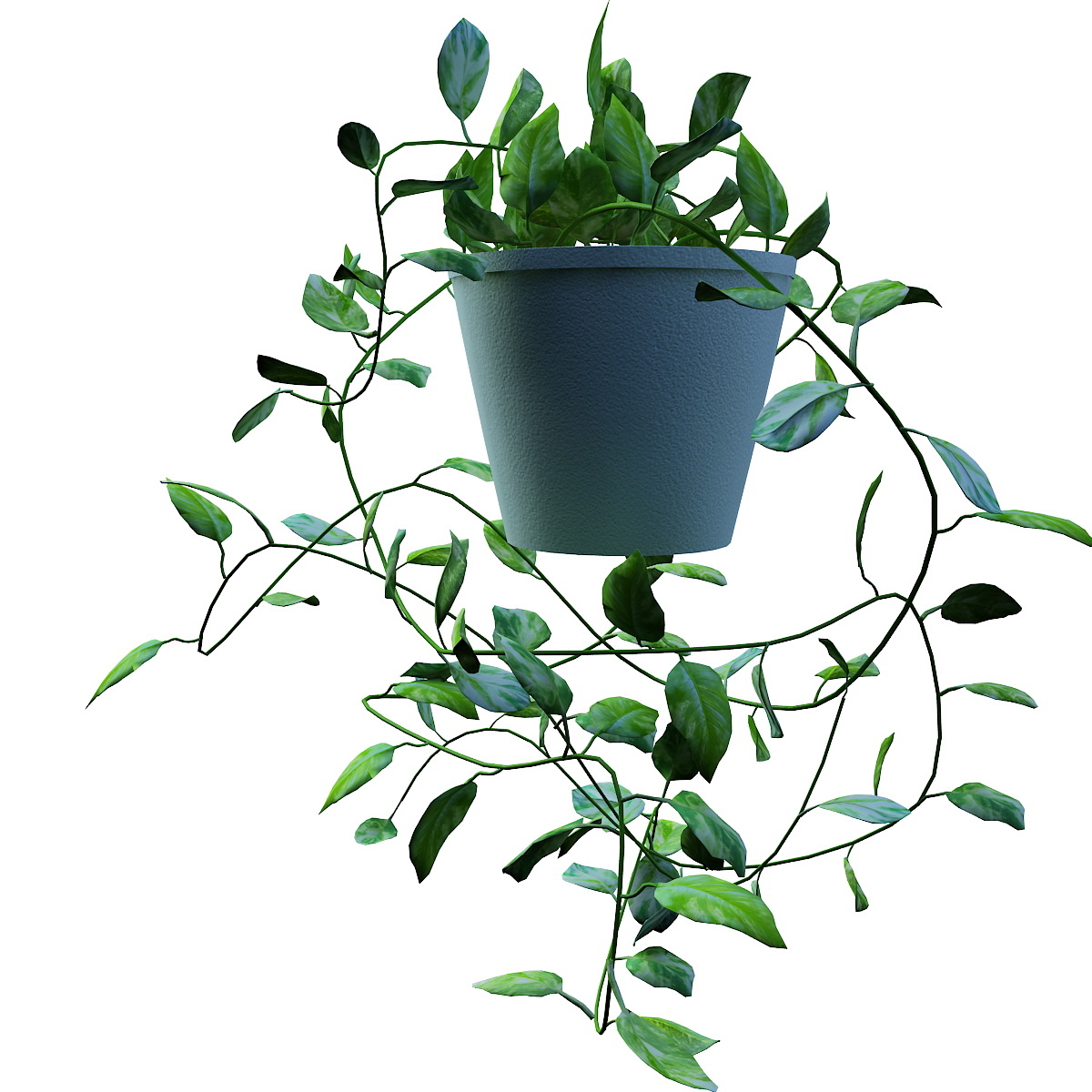 3d model scindapsus aureus 2