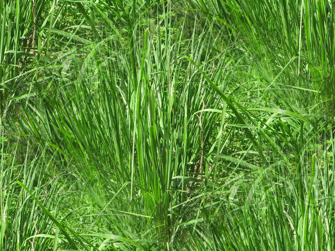 Texture JPEG grass tall green