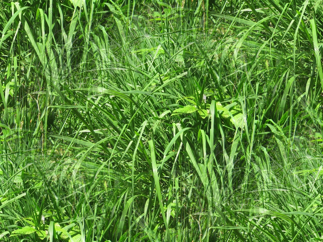 Texture JPEG grass tall green