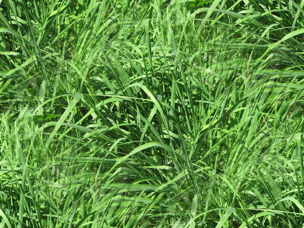 Texture JPEG grass tall green