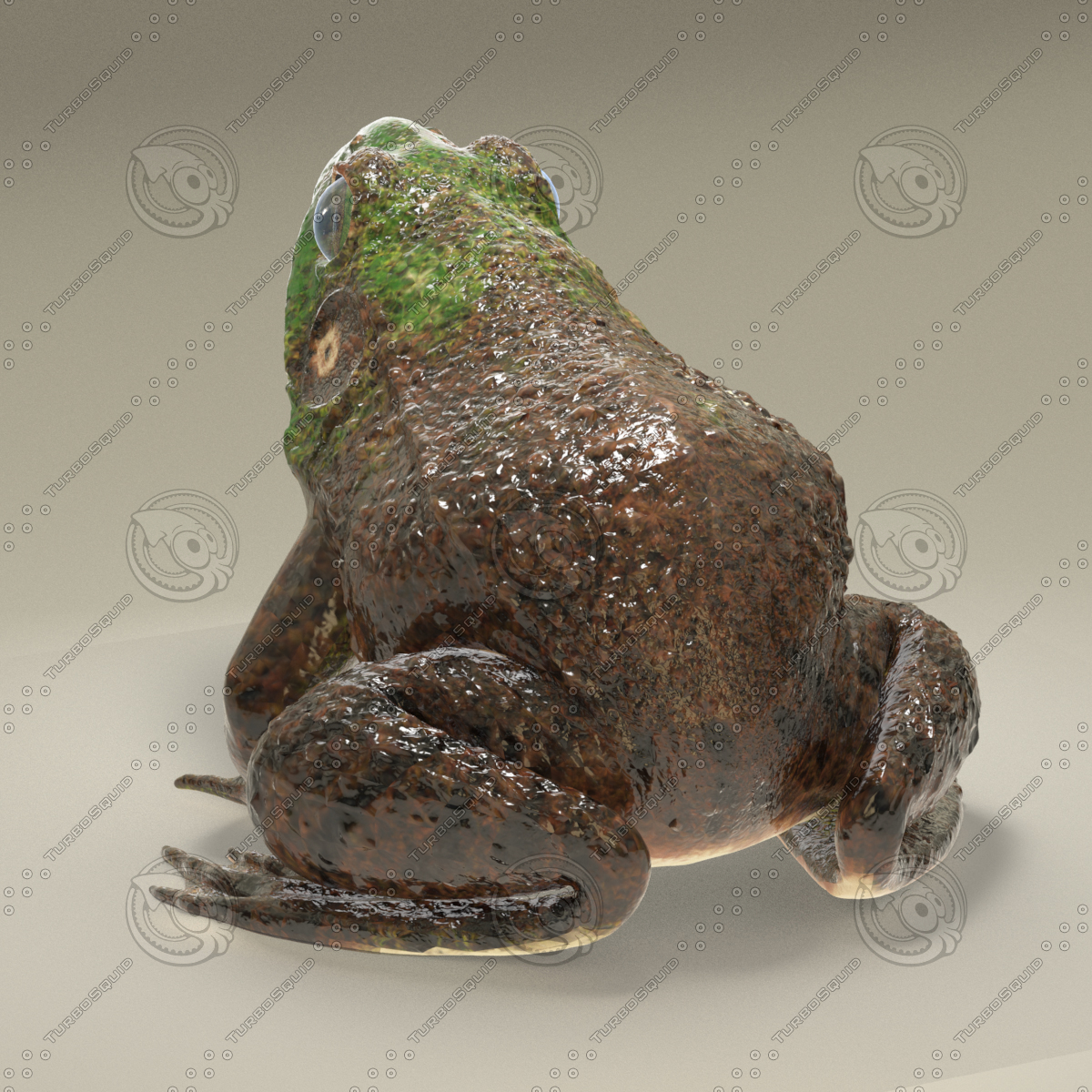 Texture Quicktime Green Frog Rana