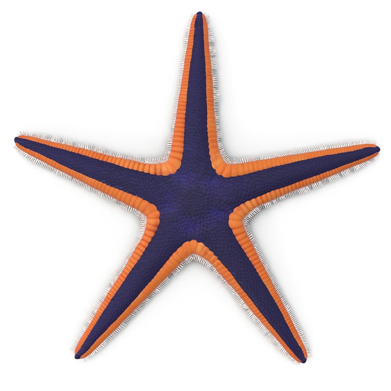 3dsmax royal starfish astropecten articulatus