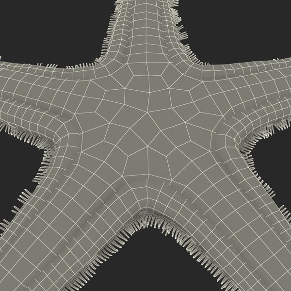 3dsmax royal starfish astropecten articulatus