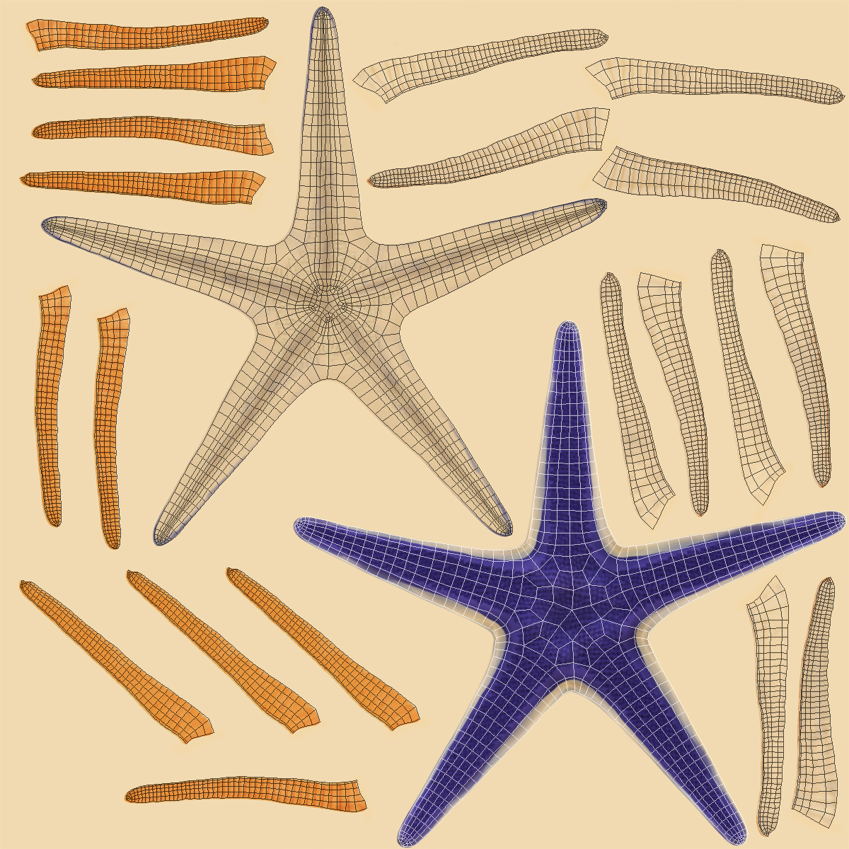 3dsmax royal starfish astropecten articulatus