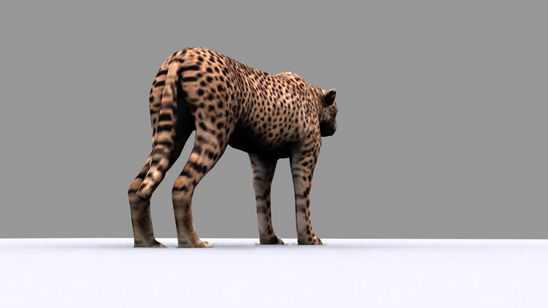 3d cheetah model
