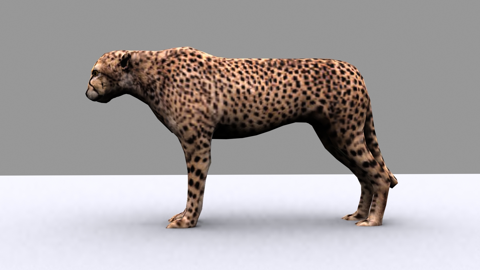 3d cheetah model