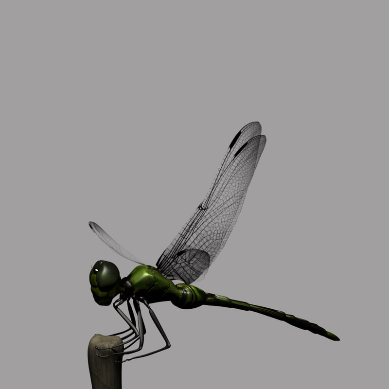 maya dragonfly animation