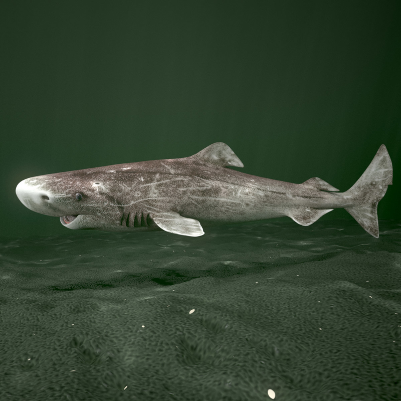 3d animation greenland shark