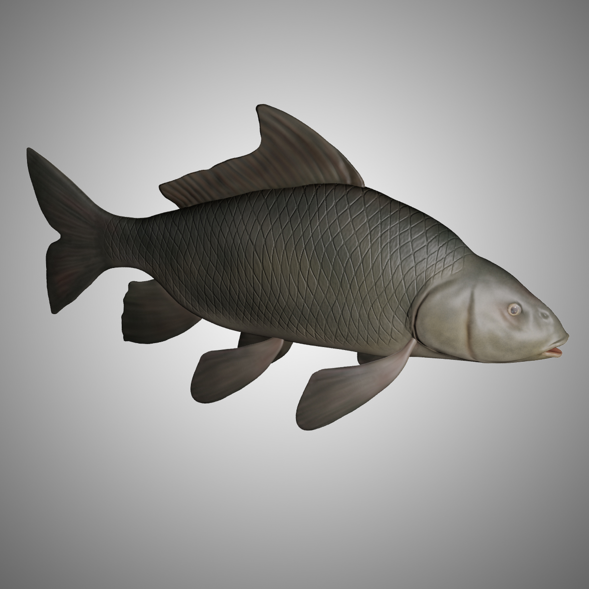 common carp fish 3d 3ds
