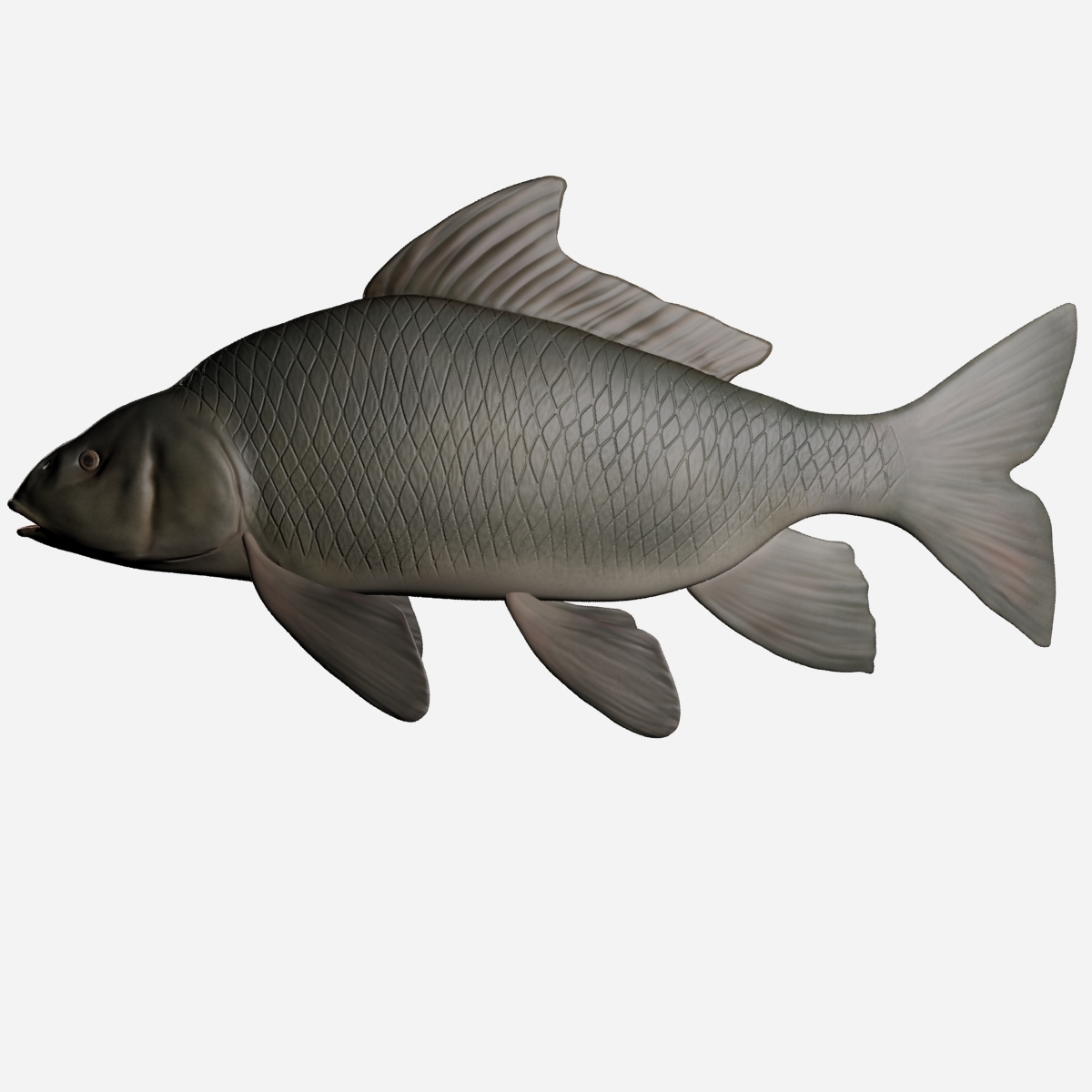 common carp fish 3d 3ds